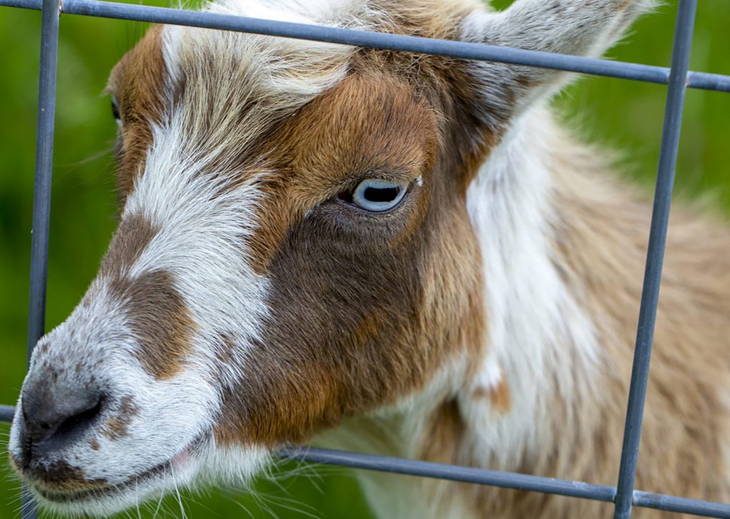 Building the Best Fence for Goats - Goat Journal